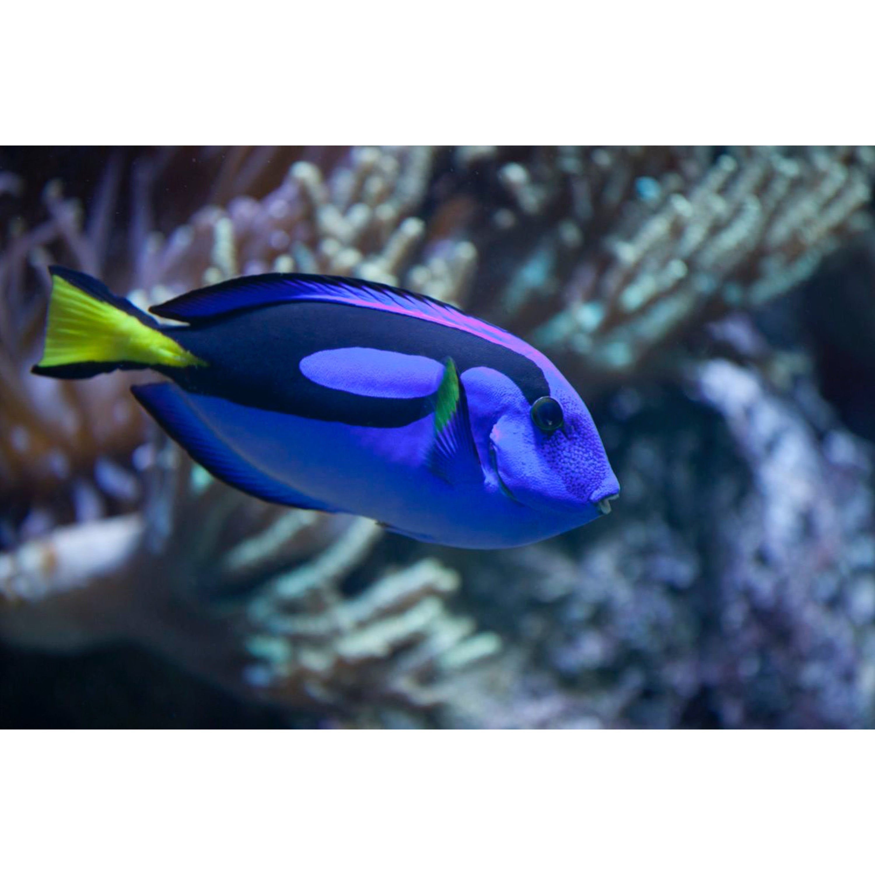 Paracanthurus hepatus: il pesce “Dory” – Animal.Instinct