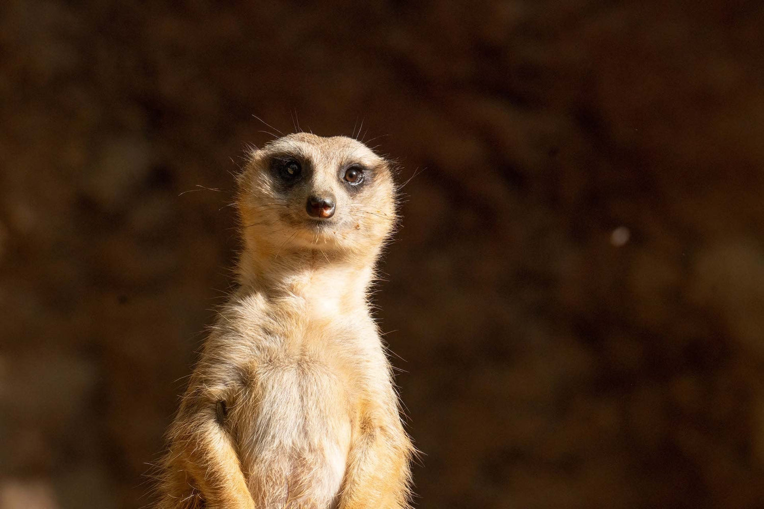 Suricato: caratteristiche, habitat e curiosità sul sentinella del deserto – Animal.Instinct