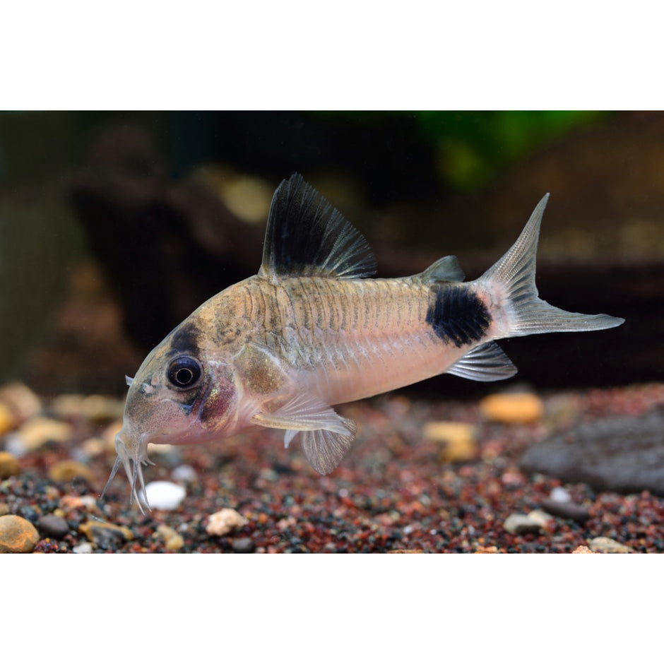 Pesci tropicali acqua dolce – Animal.Instinct