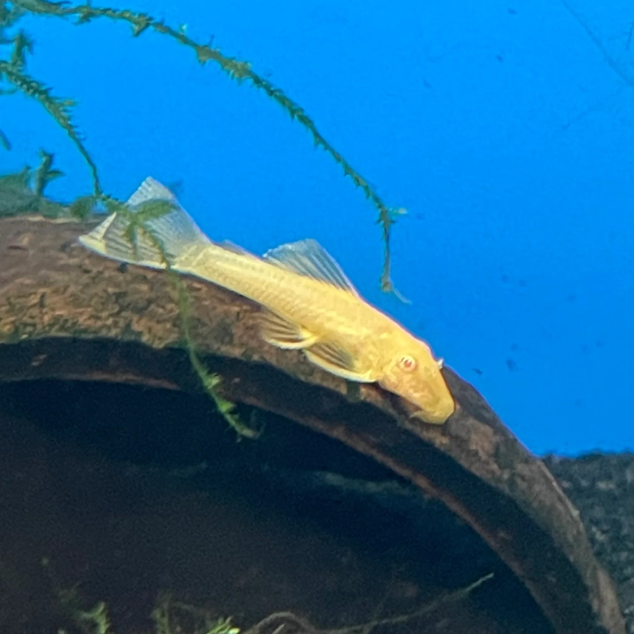 Ancistrus green dragon albino – Animal.Instinct
